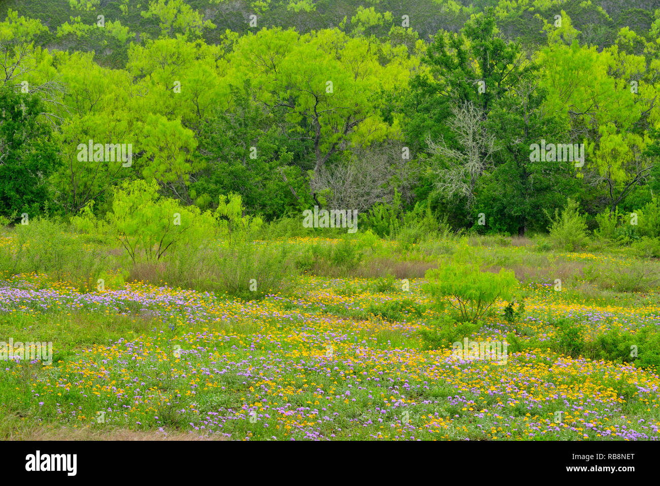 Spring trees and mixed wildflowers, Burnet County, Texas, USA Stock ...