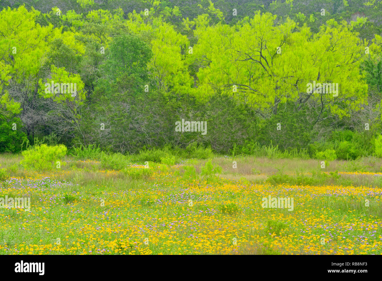 Mixed spring wildflowers hi-res stock photography and images - Alamy