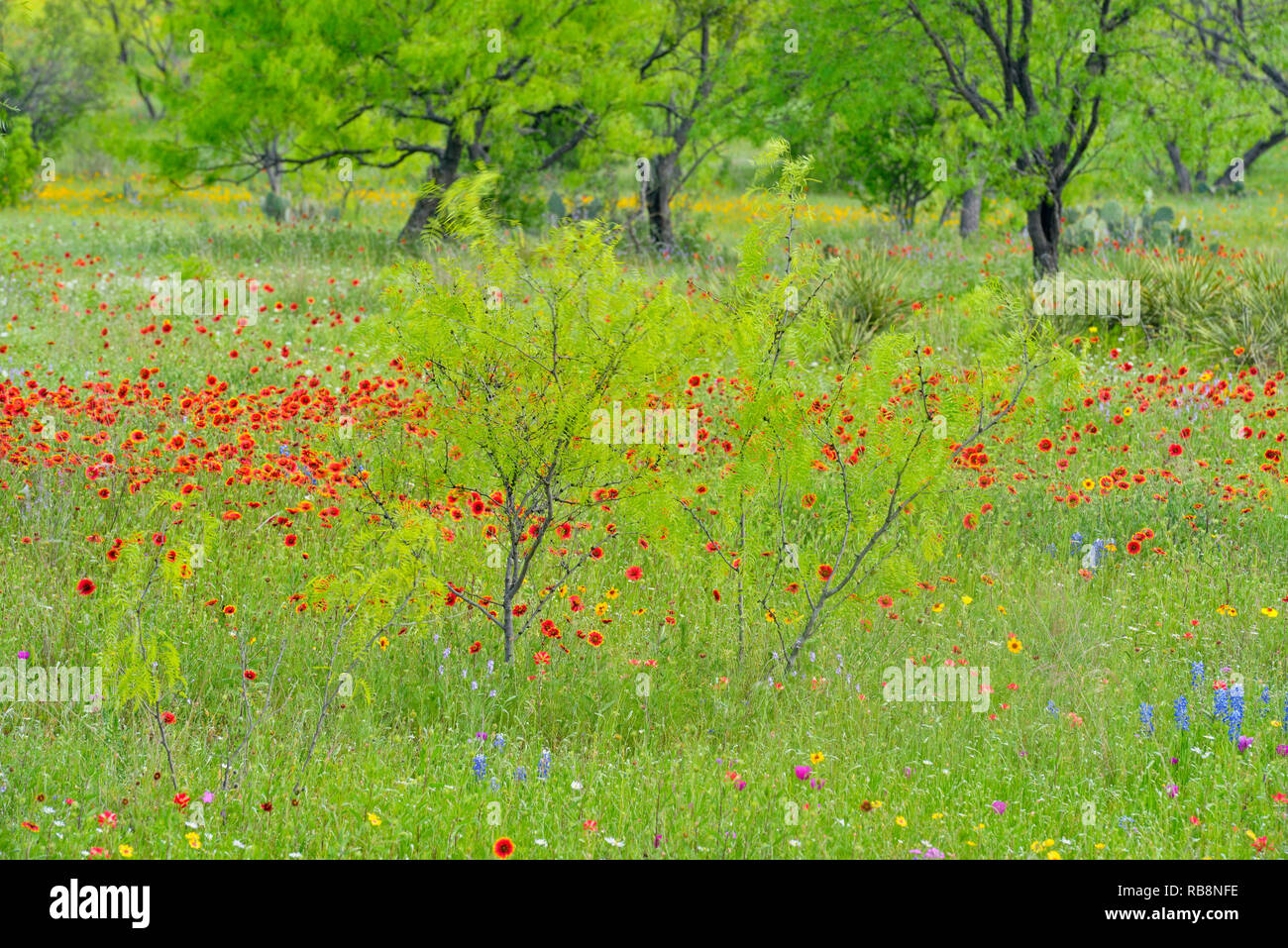 Wildflowers along Ranch Road 152, Llano County, Texas, USA Stock Photo ...