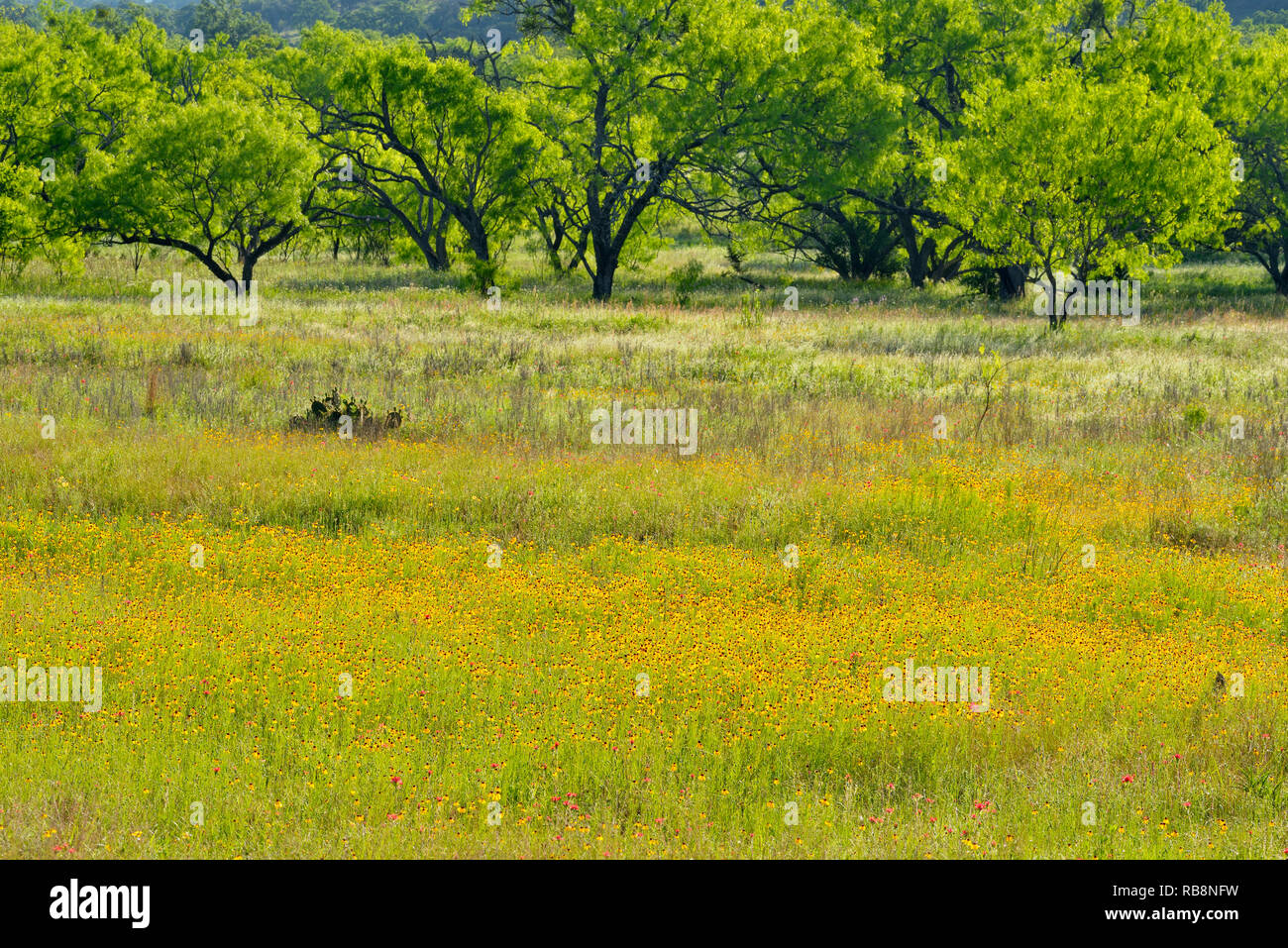 Brown bitter weed and mesquite trees, Willow City, Texas, USA Stock ...