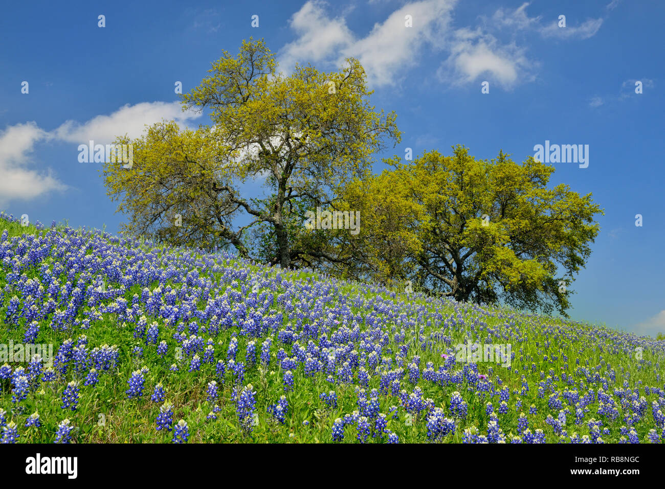 Roadside bluebonnets and oak trees, Travis County near Marble Falls ...