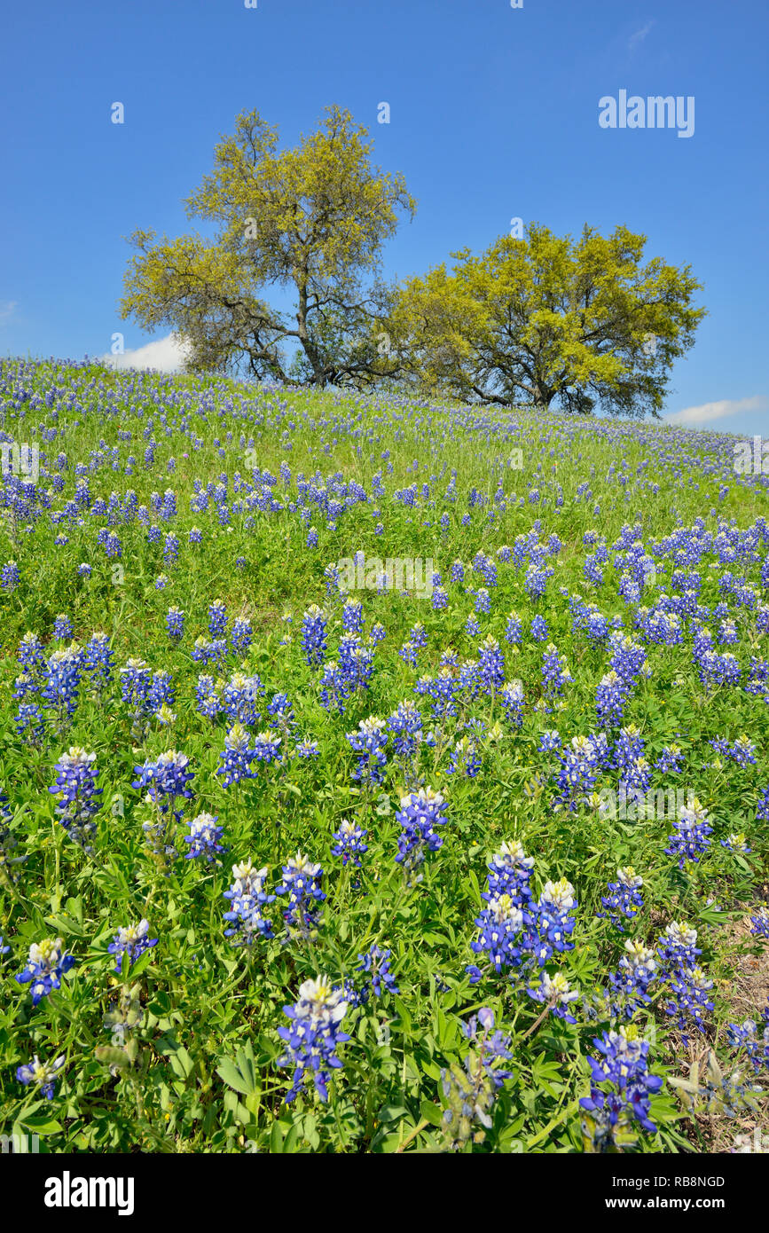 Live oak trees texas hill country hi-res stock photography and images ...