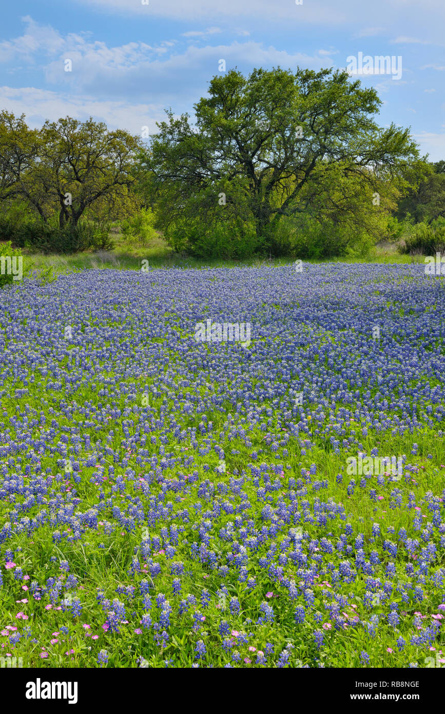 Live oak trees texas hill country hi-res stock photography and images ...