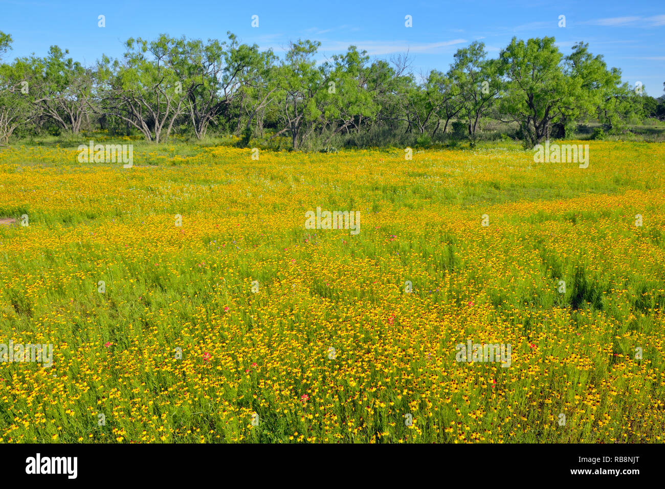 Pasture weed hi-res stock photography and images - Alamy