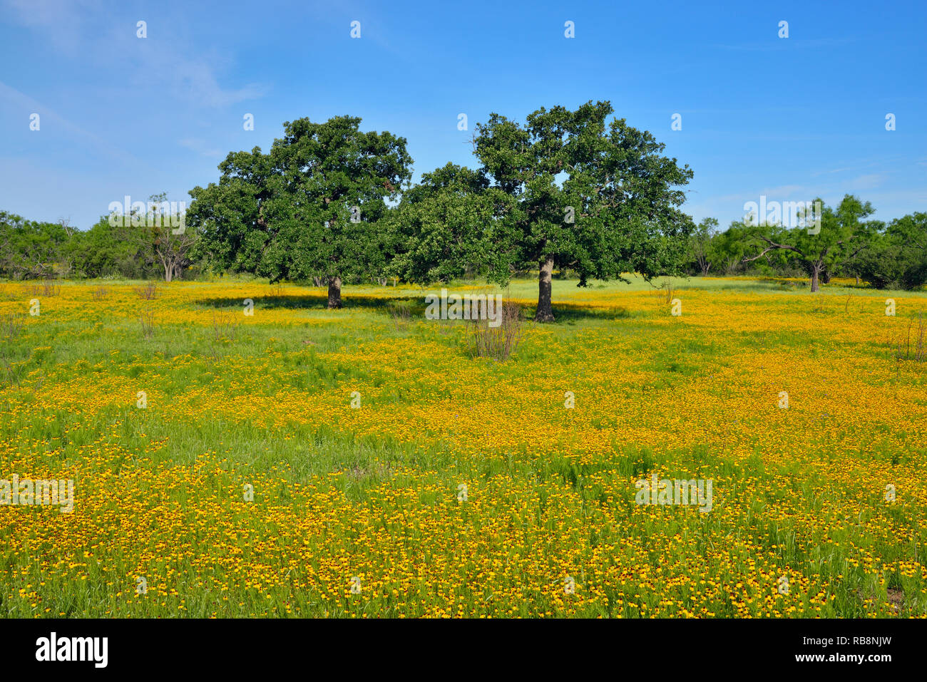 Flowering bitter weed in a pasture with oak trees, Burnet County, Texas ...