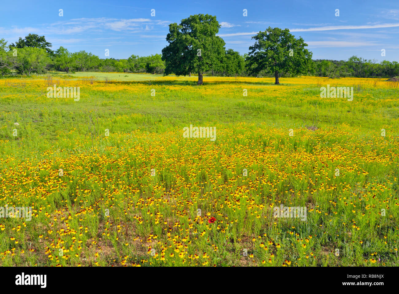 Flowering bitter weed in a pasture with oak trees, Burnet County, Texas ...