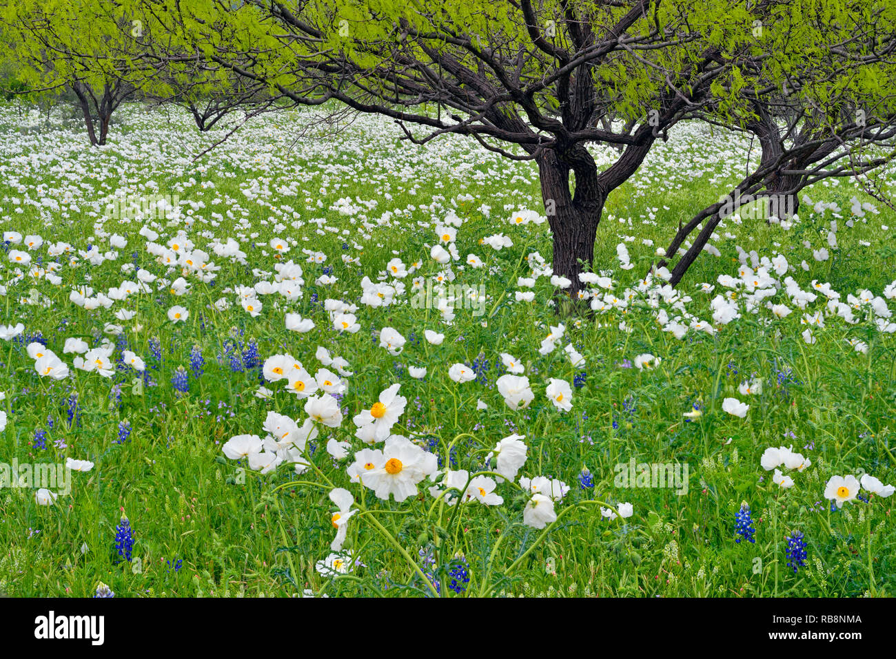 Biodiversity loop hi-res stock photography and images - Alamy
