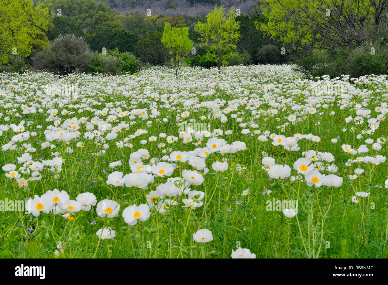 Flowering prickly poppies in a field with spring mesquite trees, Willow ...