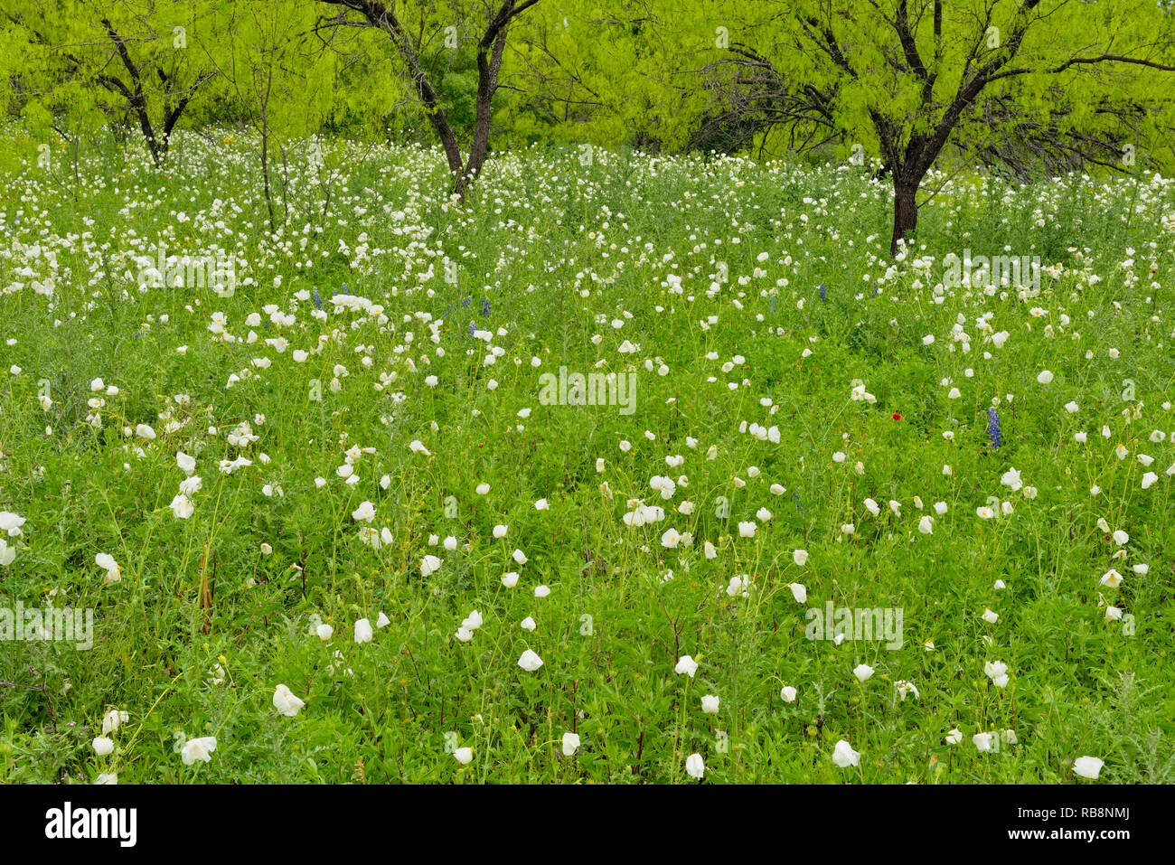 Flowering prickly poppy, Llano County CR 310, Texas, USA Stock Photo ...