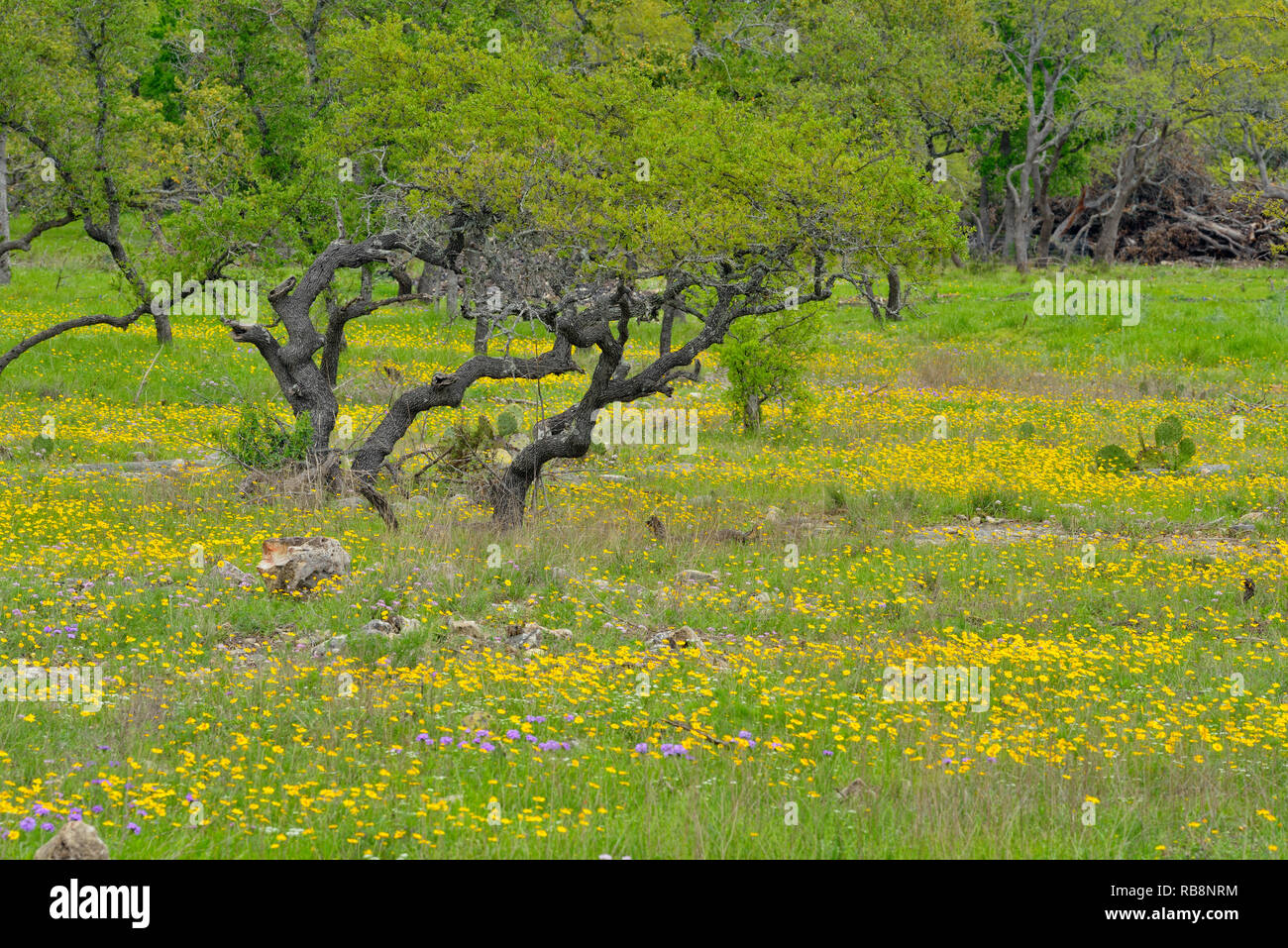 Round oak trees hi-res stock photography and images - Alamy