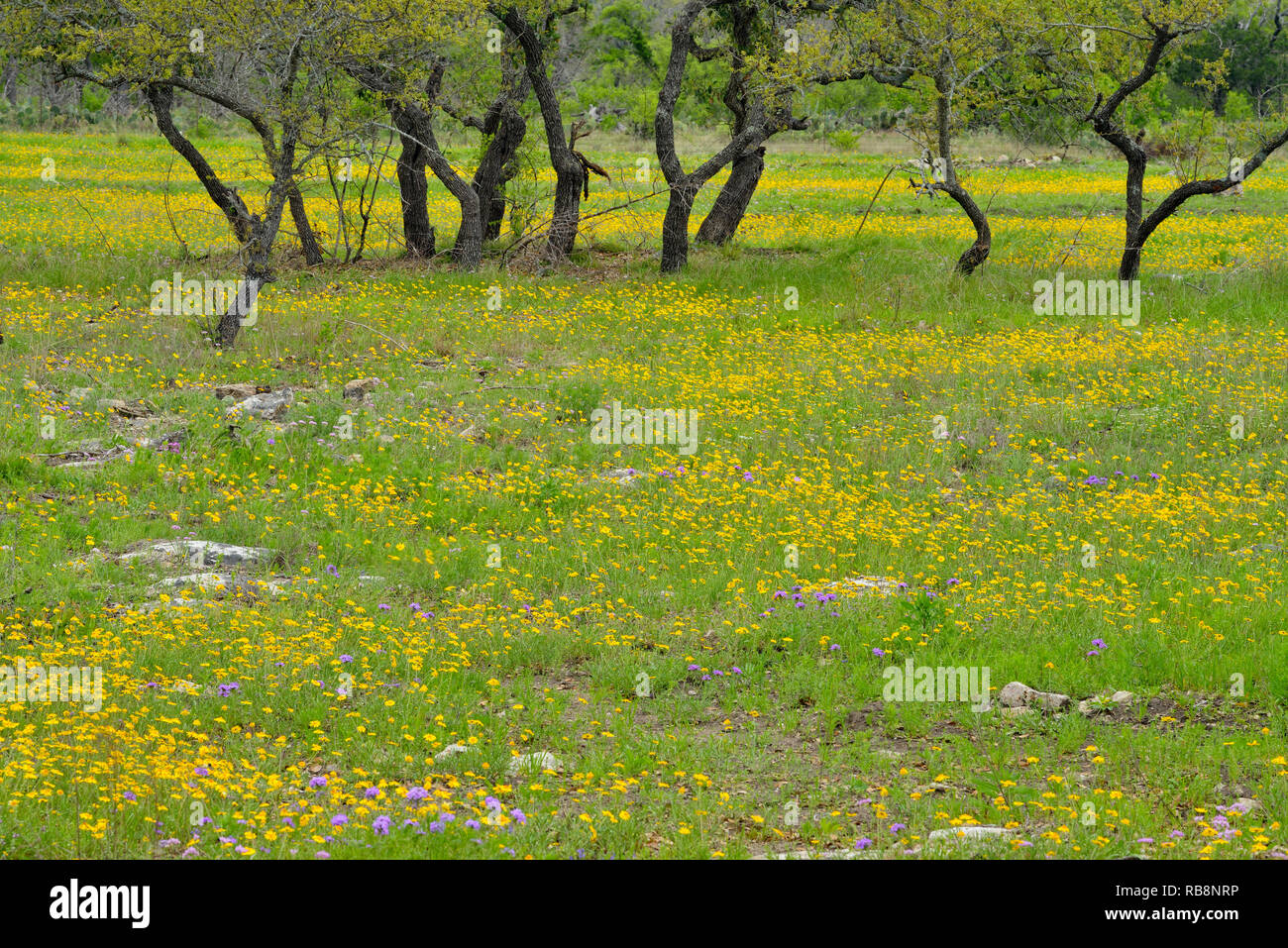 Daisies and prairie verbena in an oak savannah, Round Mountain, Texas ...