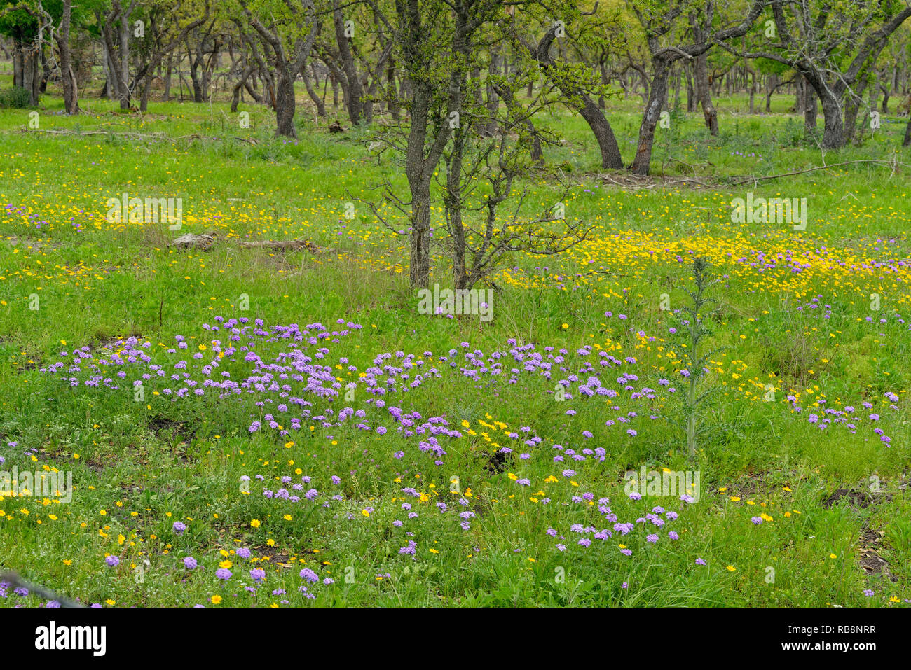 Daisies and prairie verbena in an oak savannah, Round Mountain, Texas ...