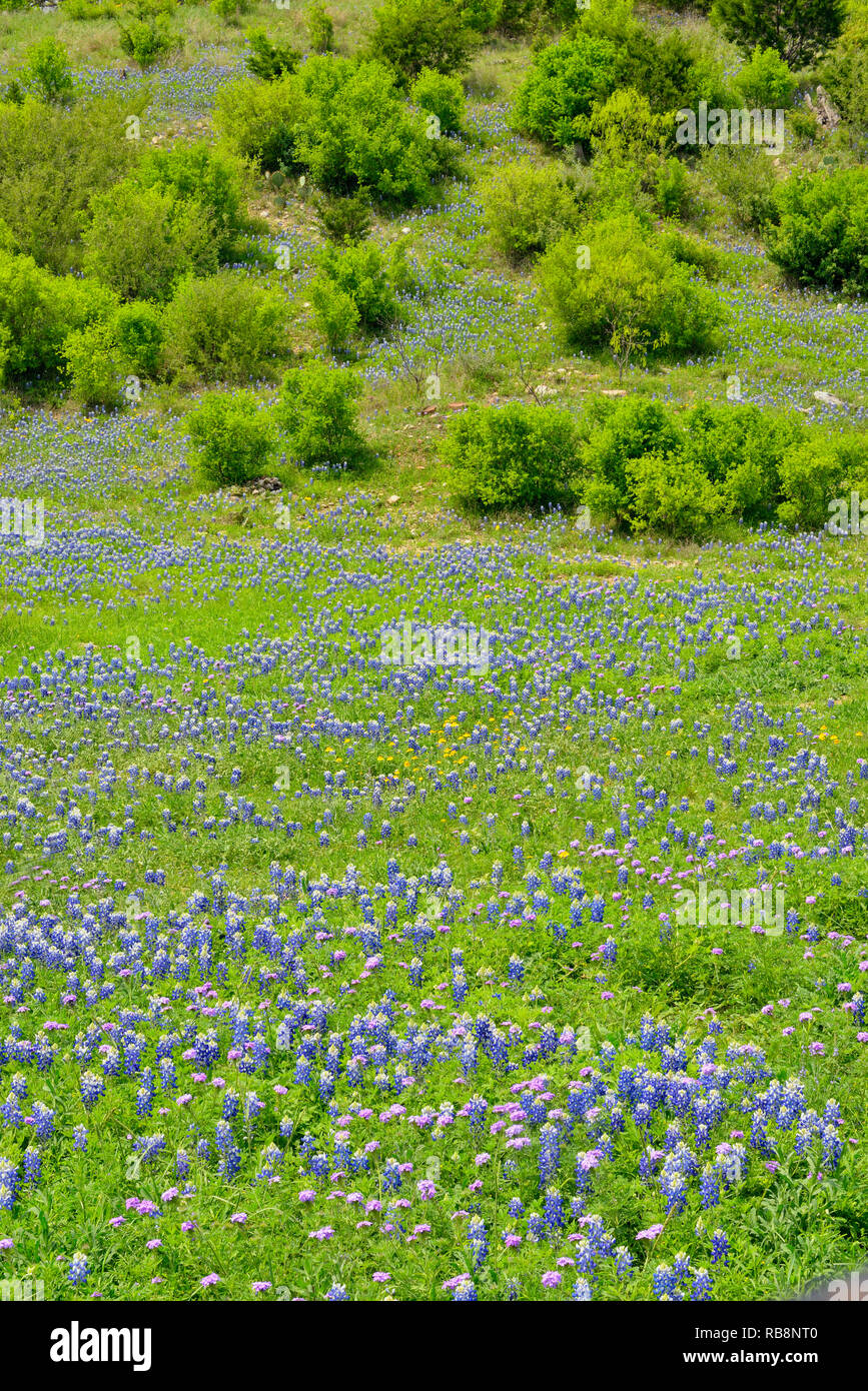 Texas bluebonnets and shrubs on a hillside, Marble Falls, Texas, USA ...