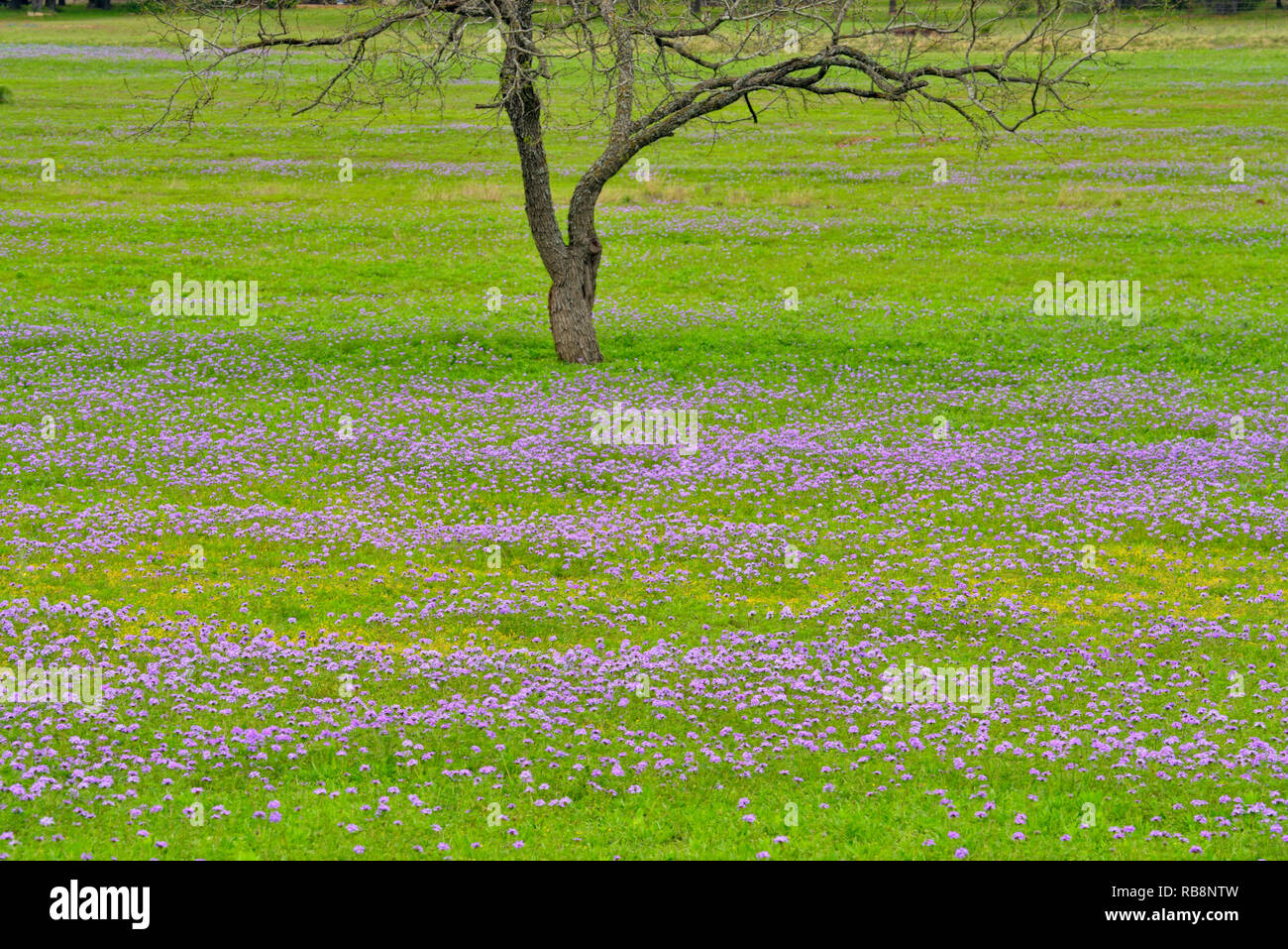Texas wildflowers in bloom- prairie verbena, Kendalia, Texas, USA Stock ...