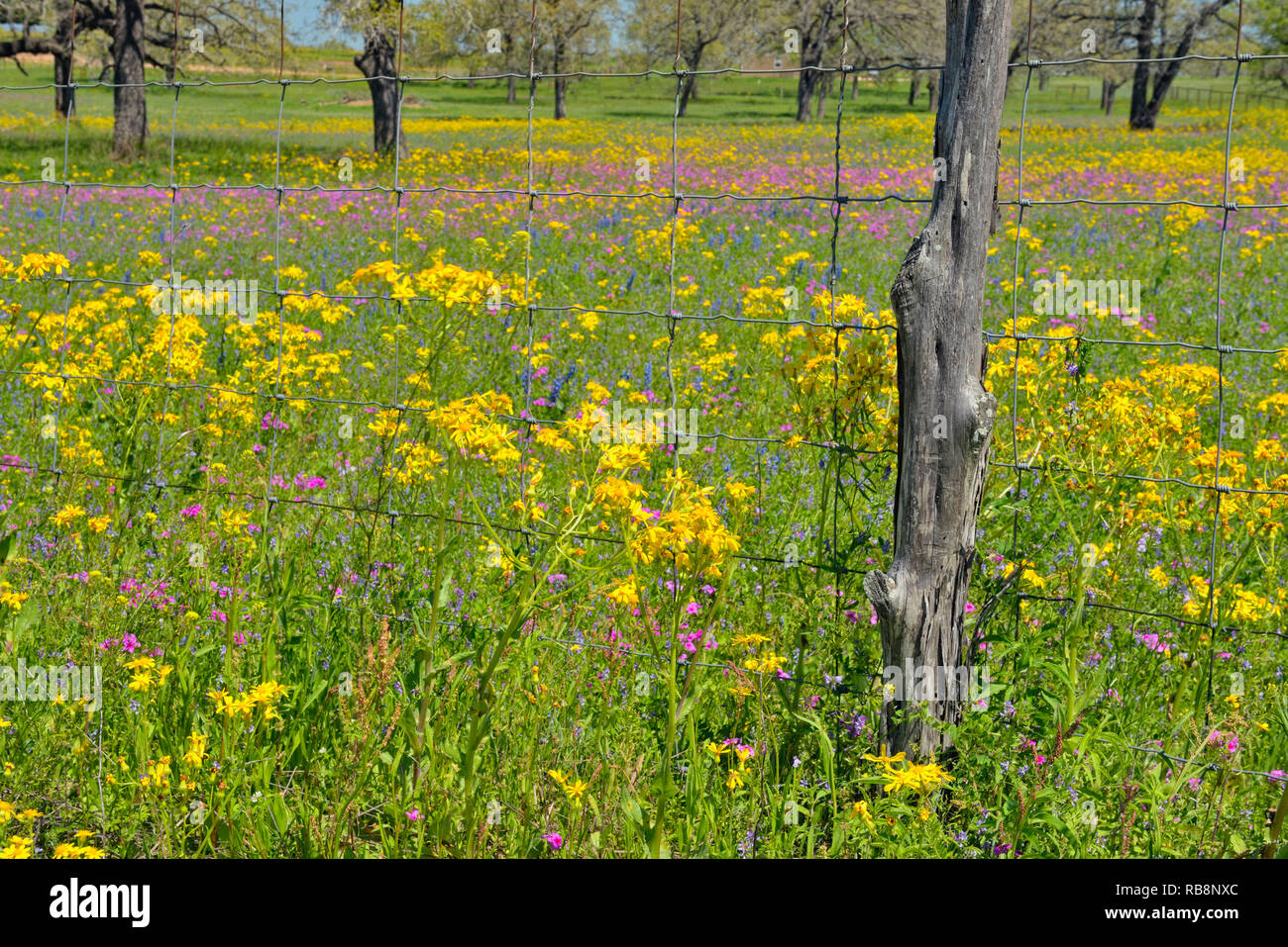 Oak fenceline hi-res stock photography and images - Alamy