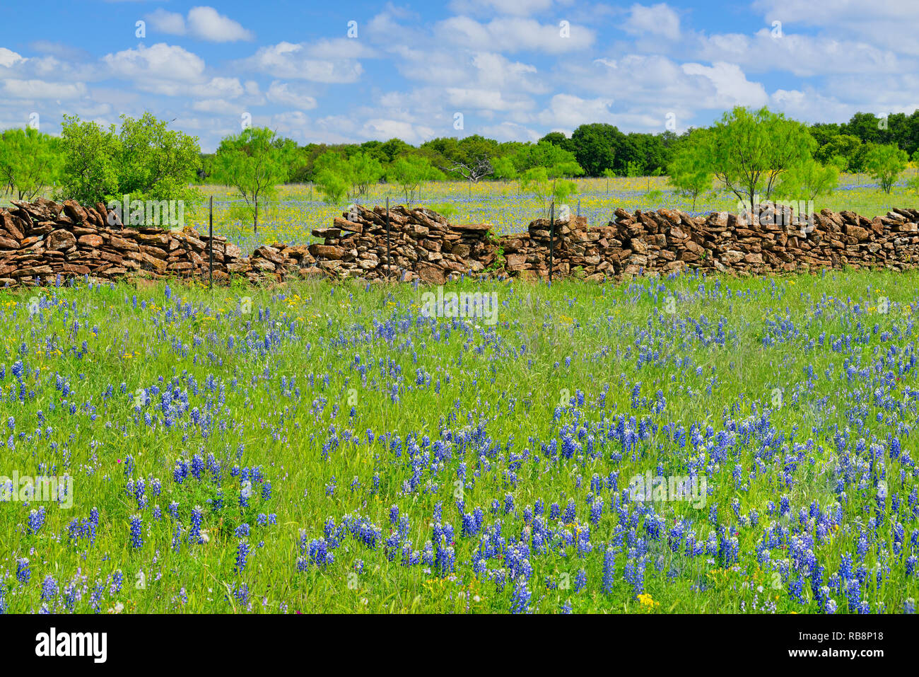 Texas hill country wildflowers along the road hi-res stock photography ...