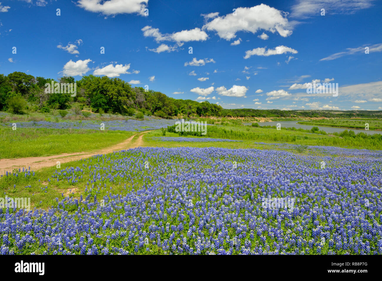 Flowering bluebonnets and park road, Turkey Bend Lower Colorado ...