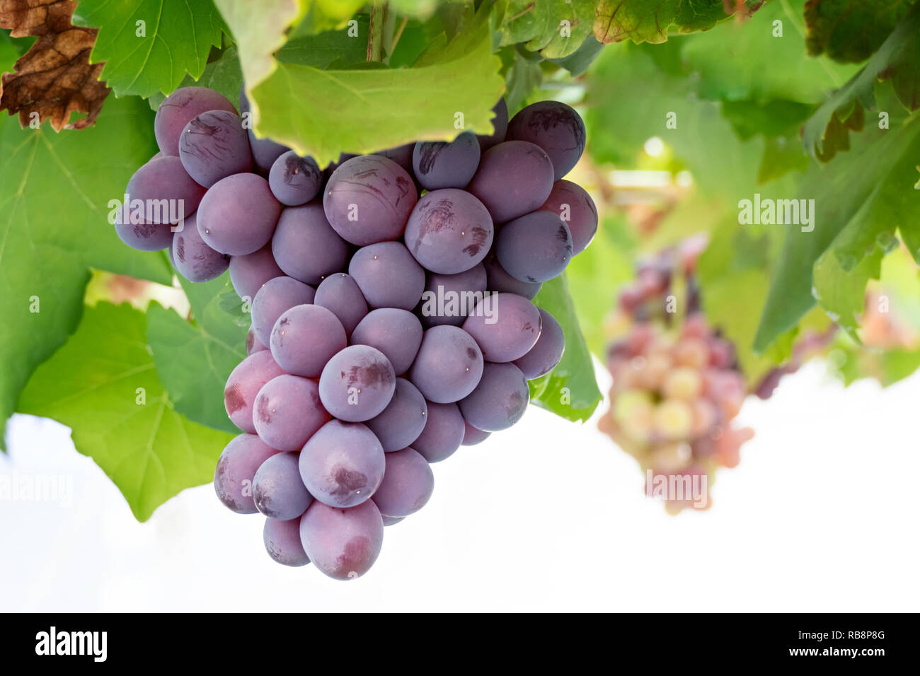 Bunches of ripe grapes before harvest in the vineyard Stock Photo - Alamy