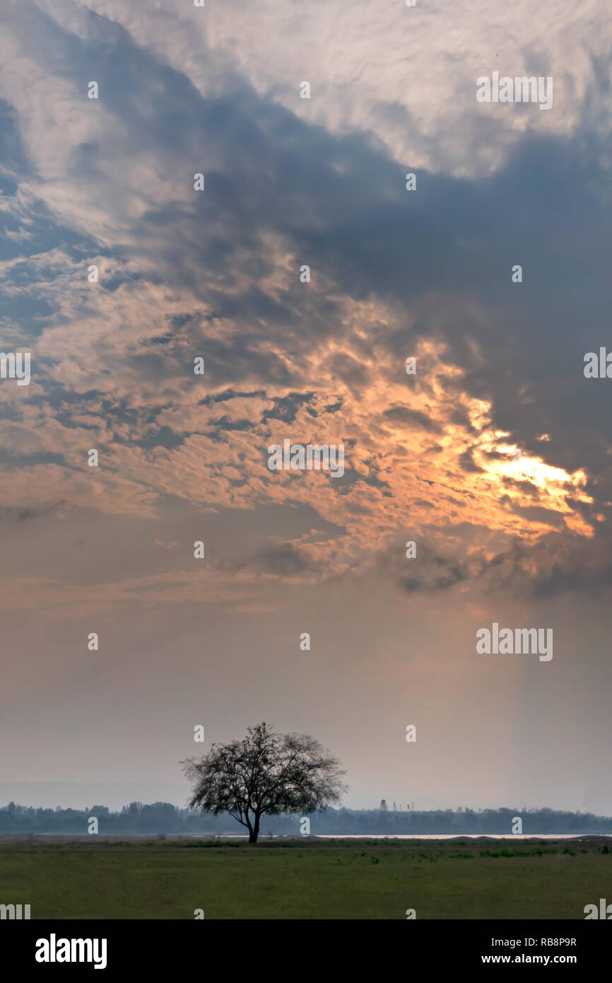 Alone tree in grass field during sunrise over lake . Beautiful natural ...