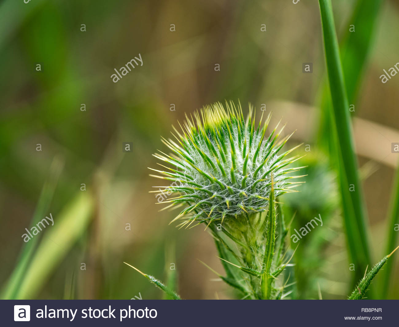 Scottish Emblem Stock Photos & Scottish Emblem Stock Images - Alamy