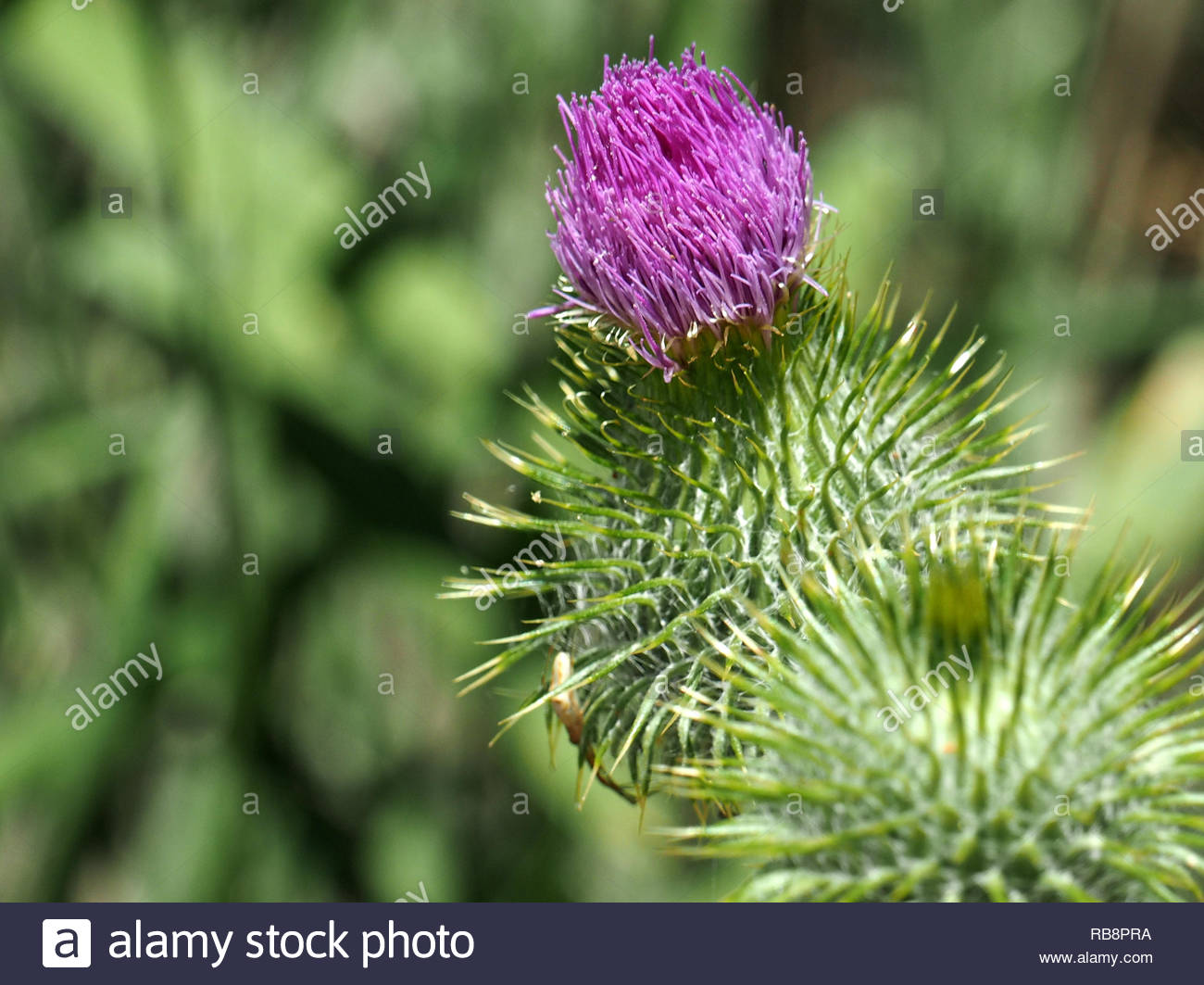 Scottish Emblem Stock Photos & Scottish Emblem Stock Images - Alamy