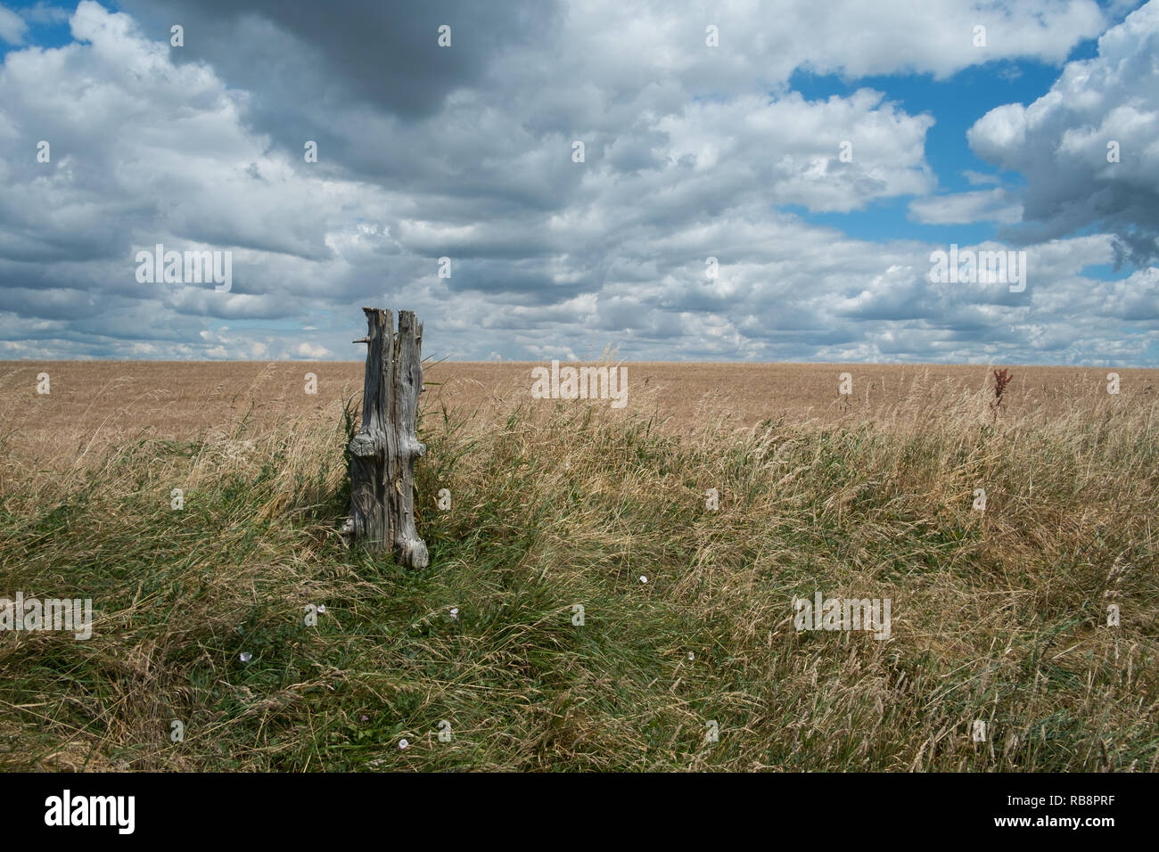 Old gate post on the South west coast path in Dorset Stock Photo - Alamy