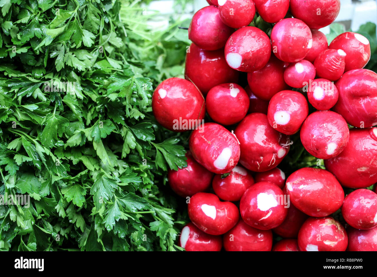 Fresh parsley leaves with drops of water and radish in one of the ...