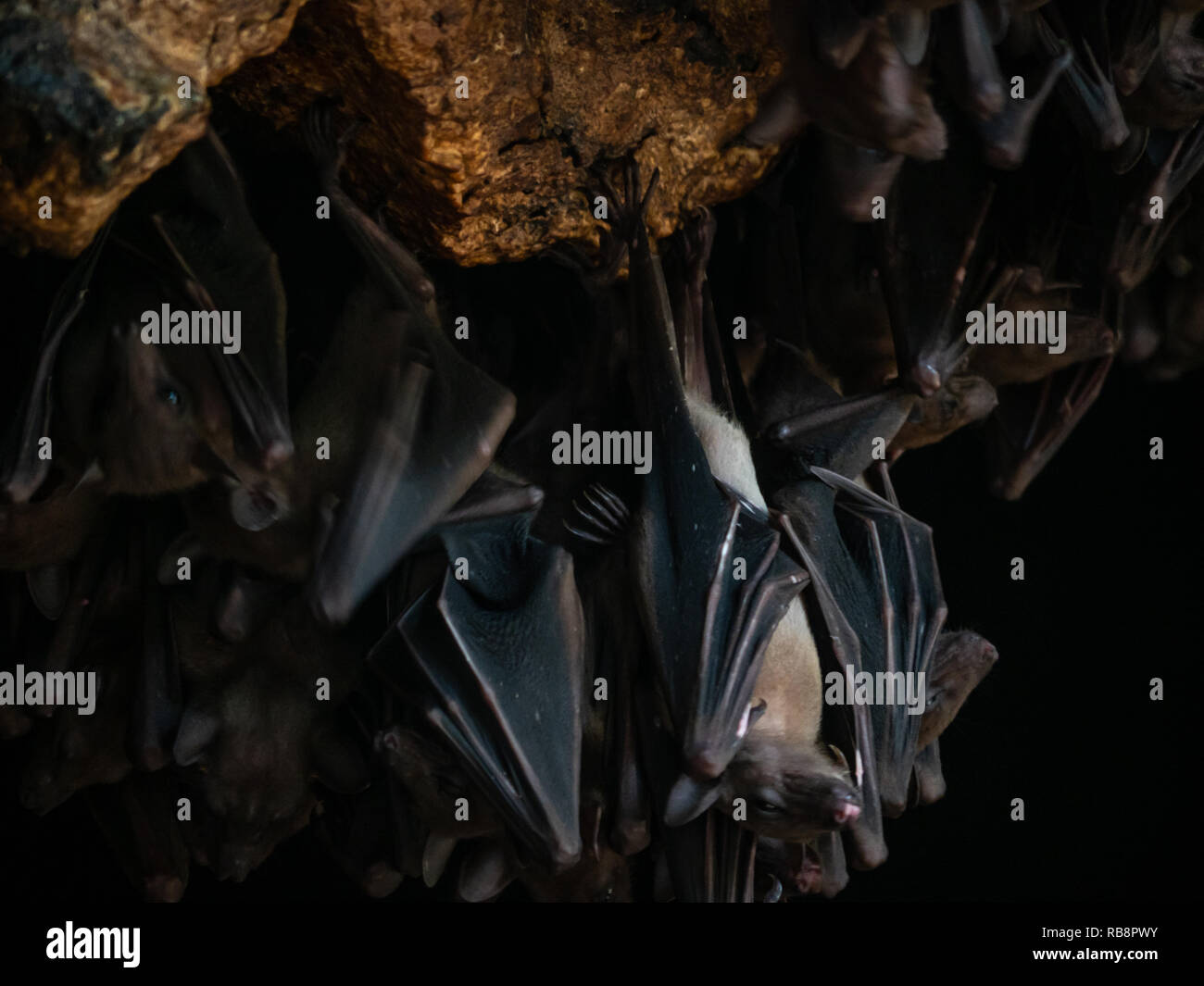 Claws Animals High Resolution Stock Photography and Images - Alamy