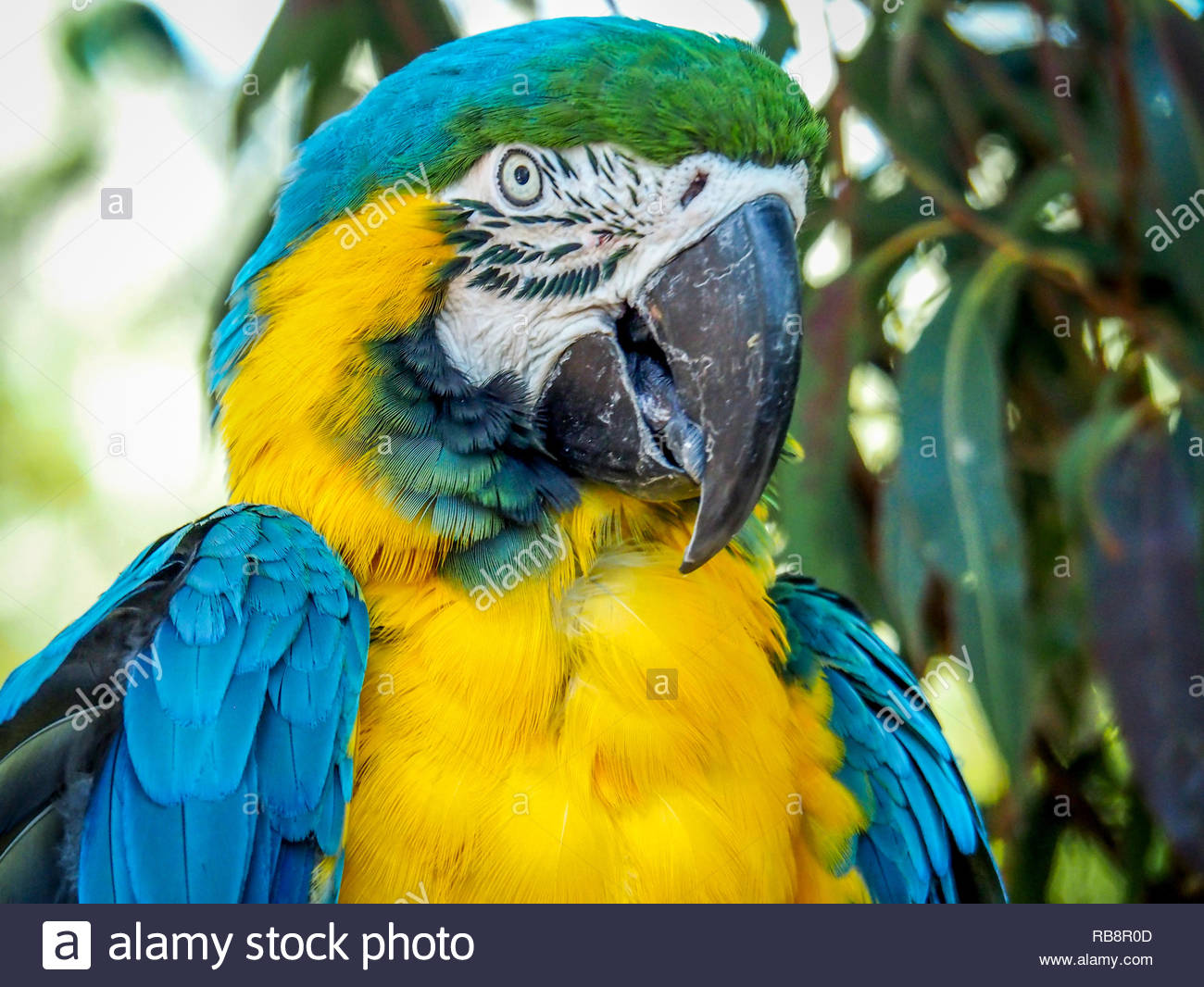 Parrot Tongue Stock Photos & Parrot Tongue Stock Images - Alamy