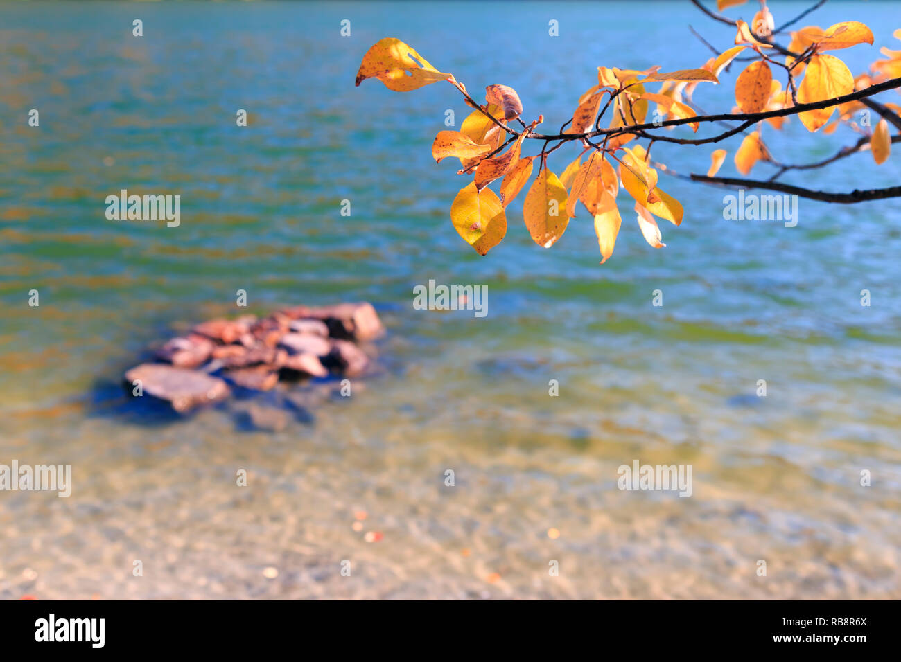 Leaves rust on the shore of a water Stock Photo - Alamy