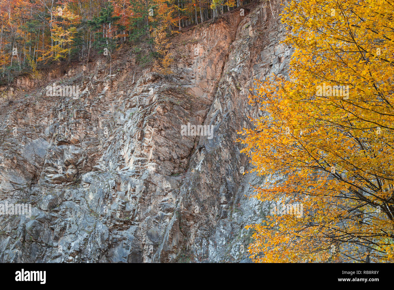 Autumn leaves stone rock trees hi-res stock photography and images - Alamy
