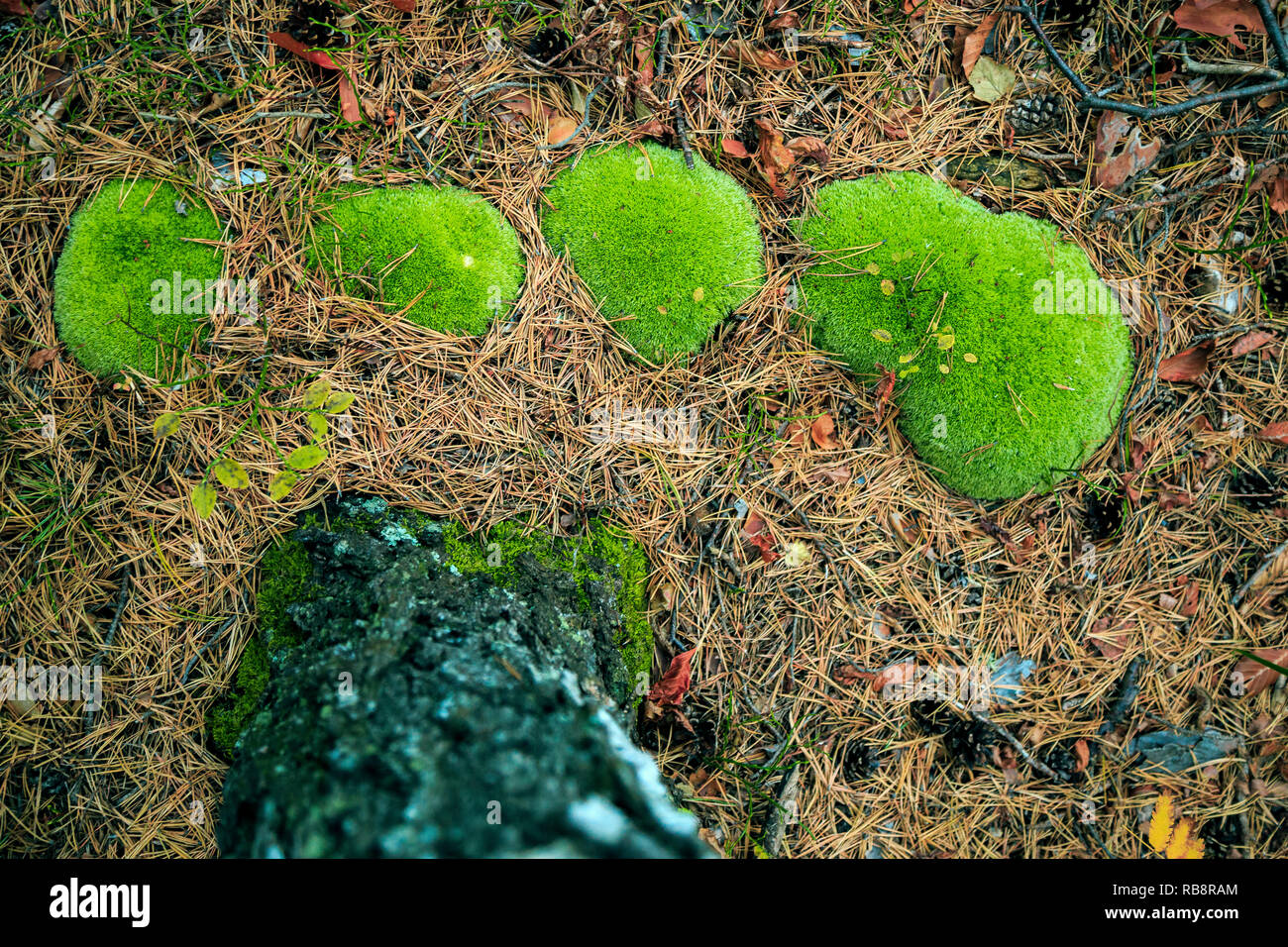 Tree moss in the forest Stock Photo - Alamy