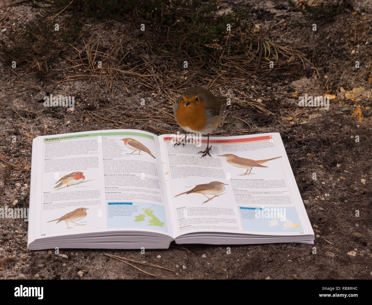 Robin sitting on a bird guide Stock Photo - Alamy