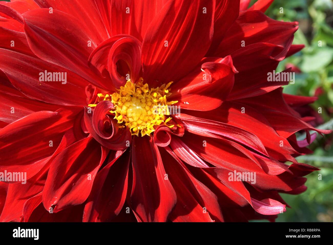 Beautiful red dahlia flower hi-res stock photography and images - Alamy