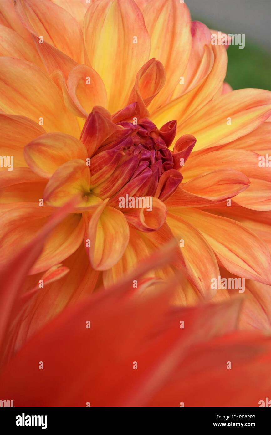 Beautiful orange color dahlia flower hi-res stock photography and ...