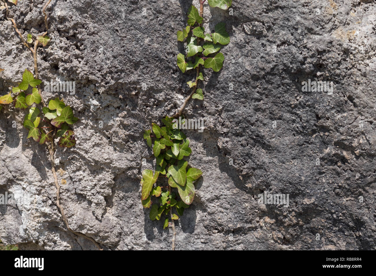 Ivy on rocks hi-res stock photography and images - Alamy