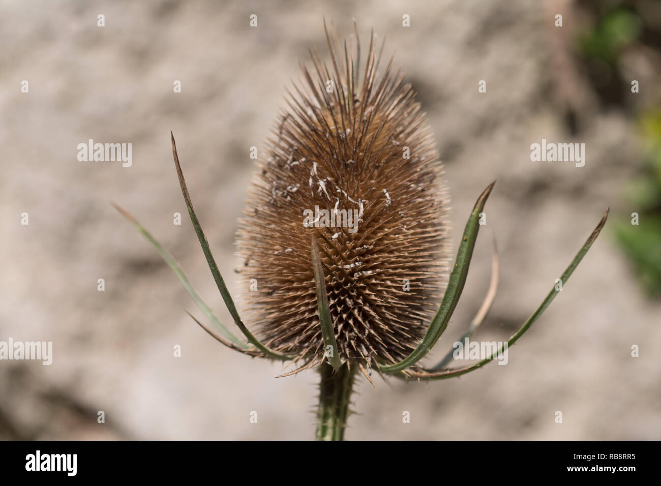 Quarry head hi-res stock photography and images - Alamy