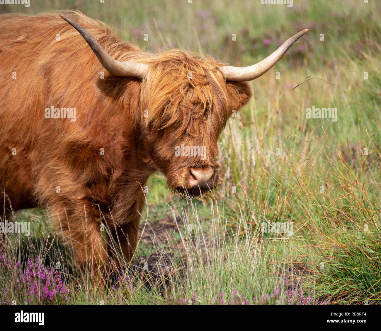 Beautiful hairy brown highland hi-res stock photography and images - Alamy
