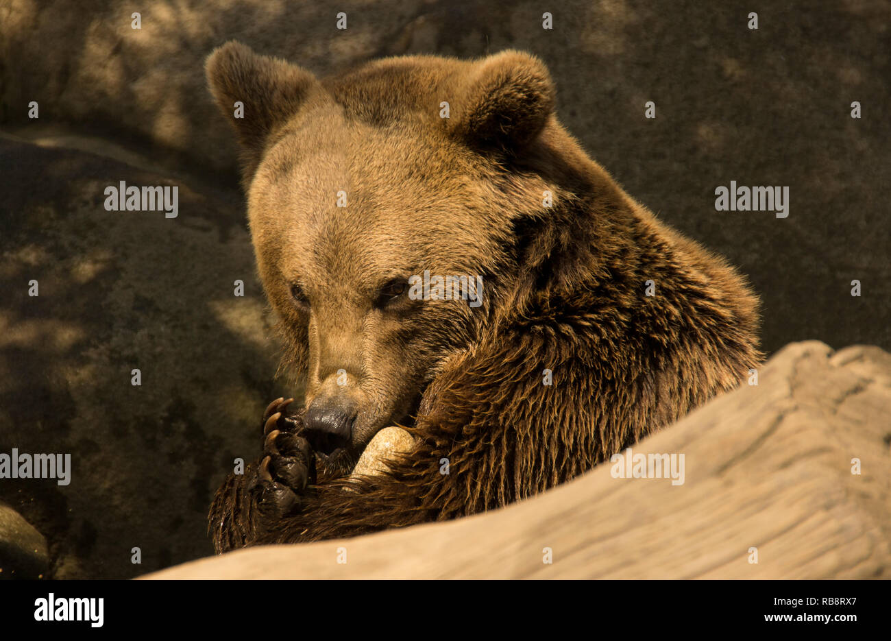 Bears in the pyrenees hi-res stock photography and images - Alamy