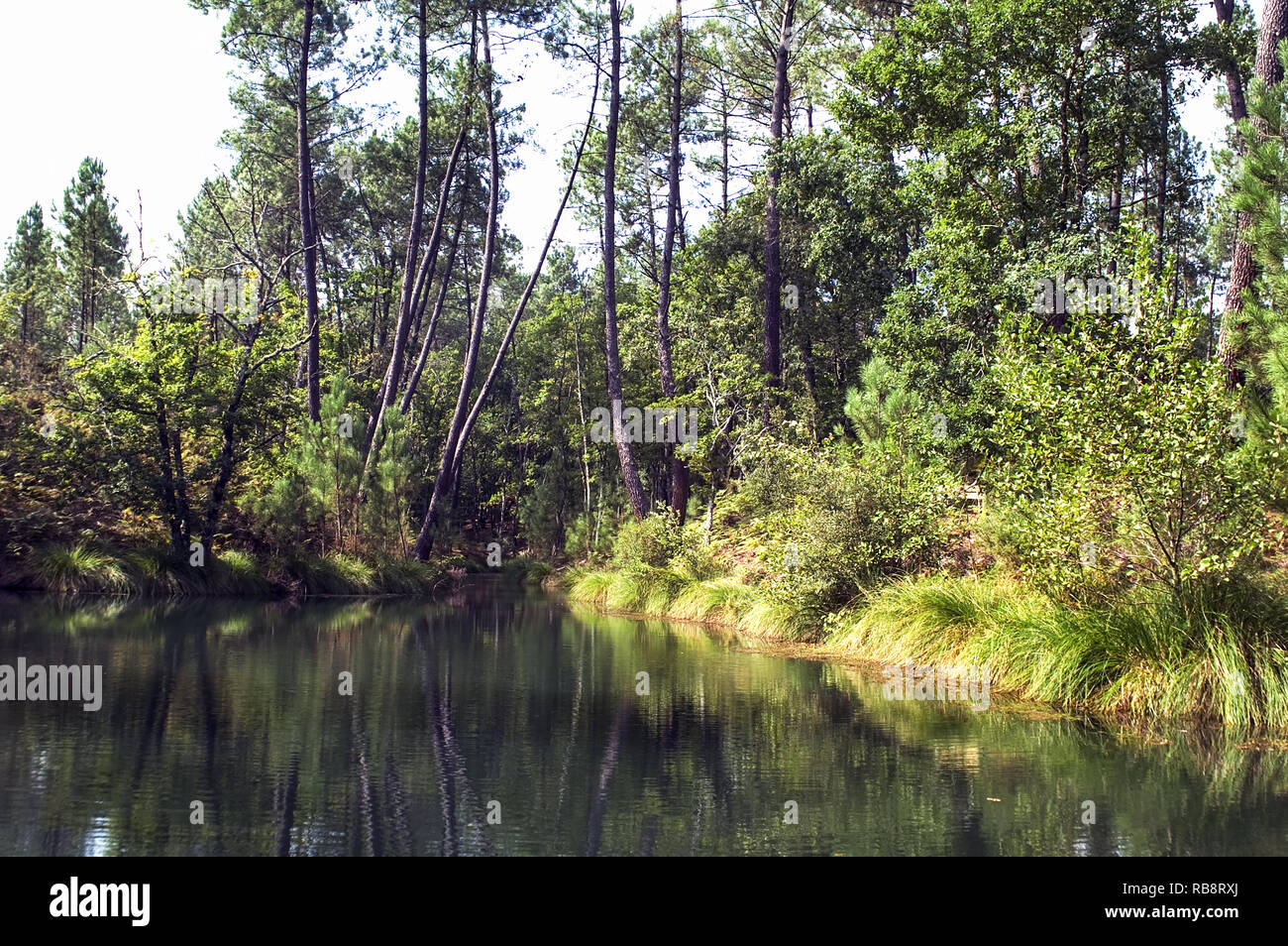 A woodland pool in the forest of the Landes Stock Photo - Alamy