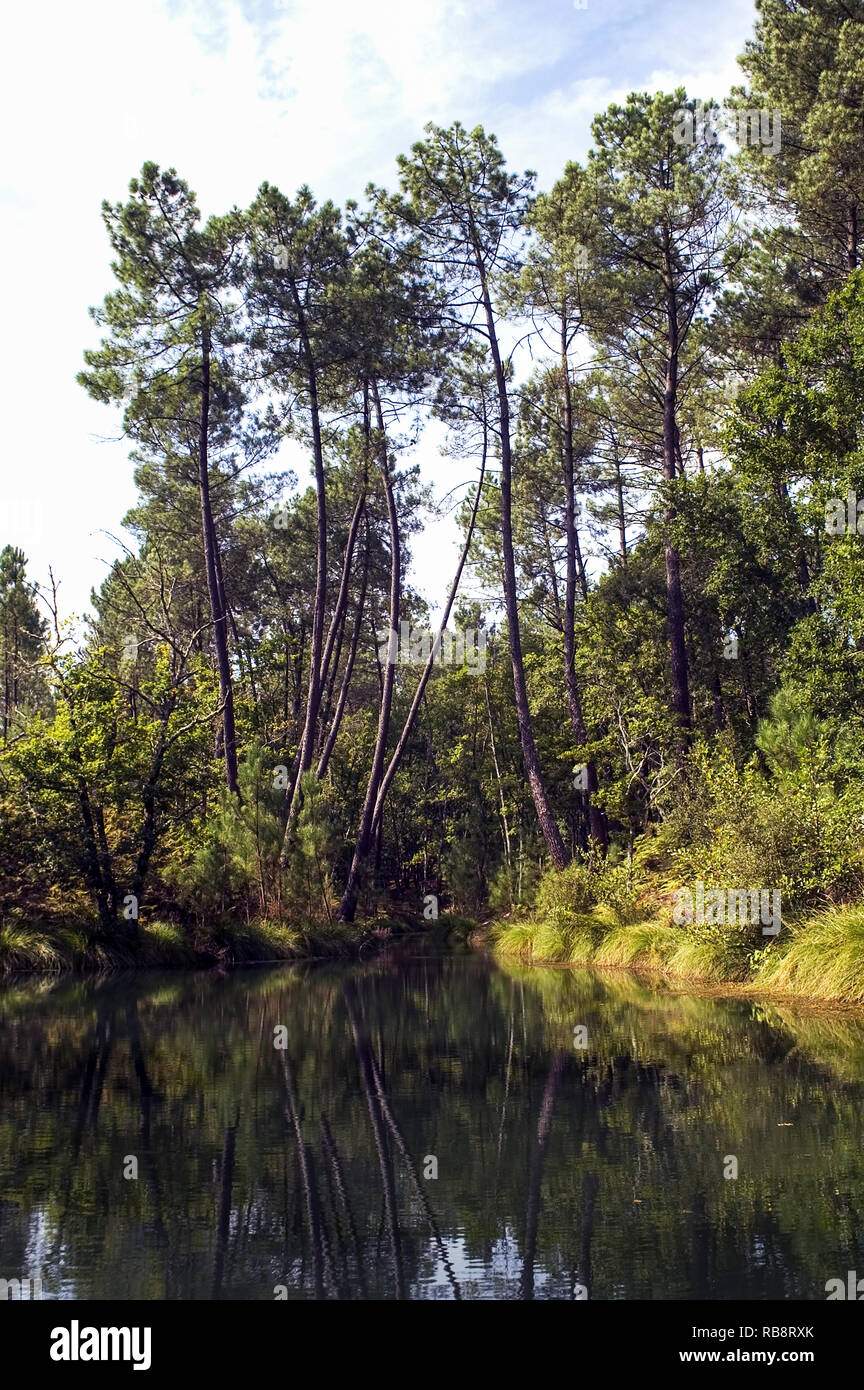 A woodland pool in the forest of the Landes Stock Photo - Alamy