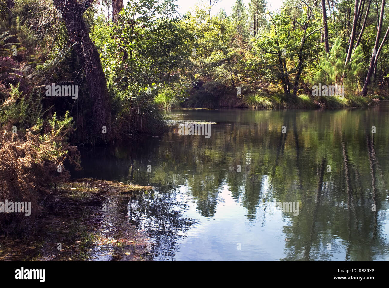 A woodland pool in the forest of the Landes Stock Photo - Alamy