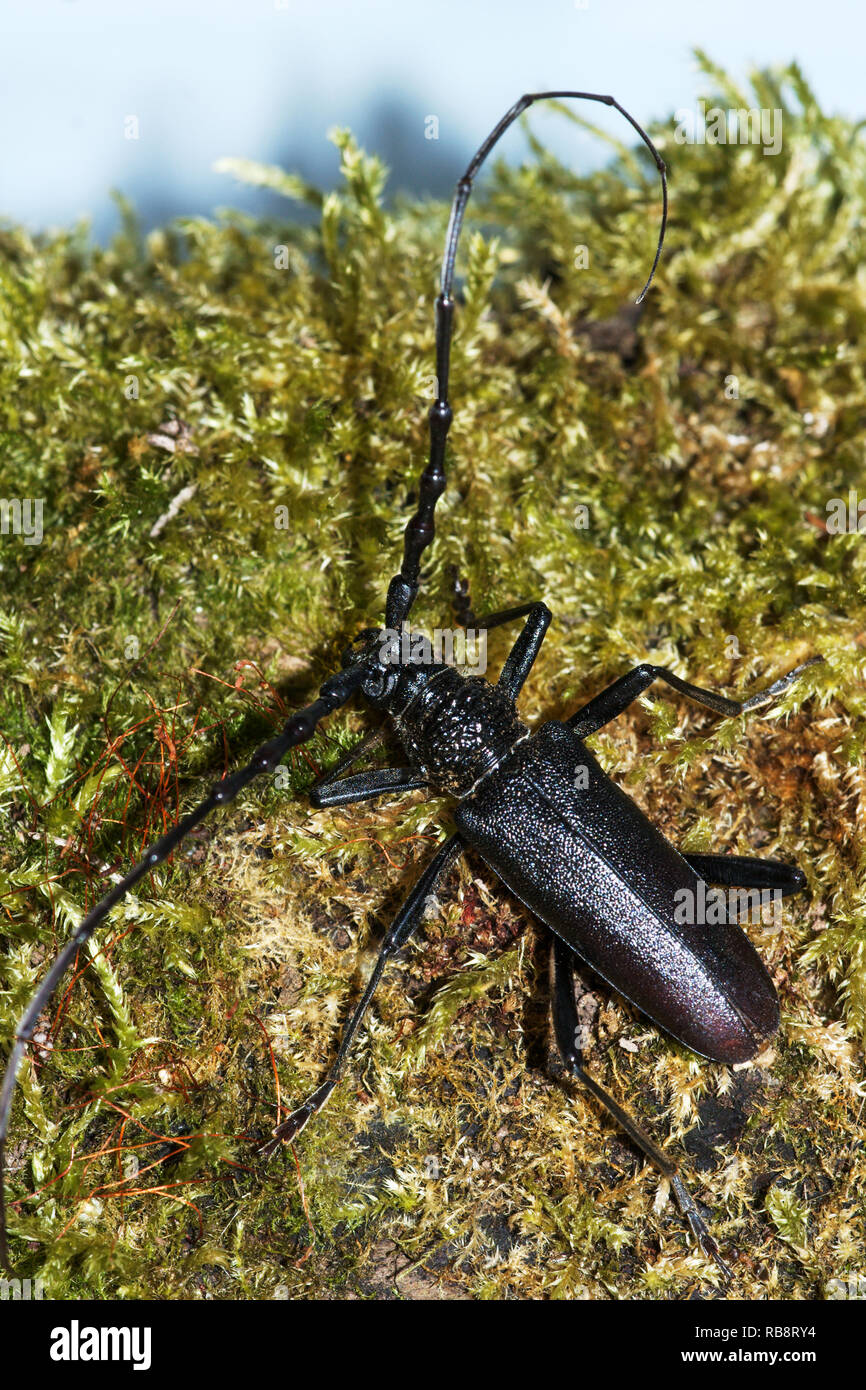 Longhorn beetle (Cerambyx cerdo).One of Europe largest beetles Stock ...