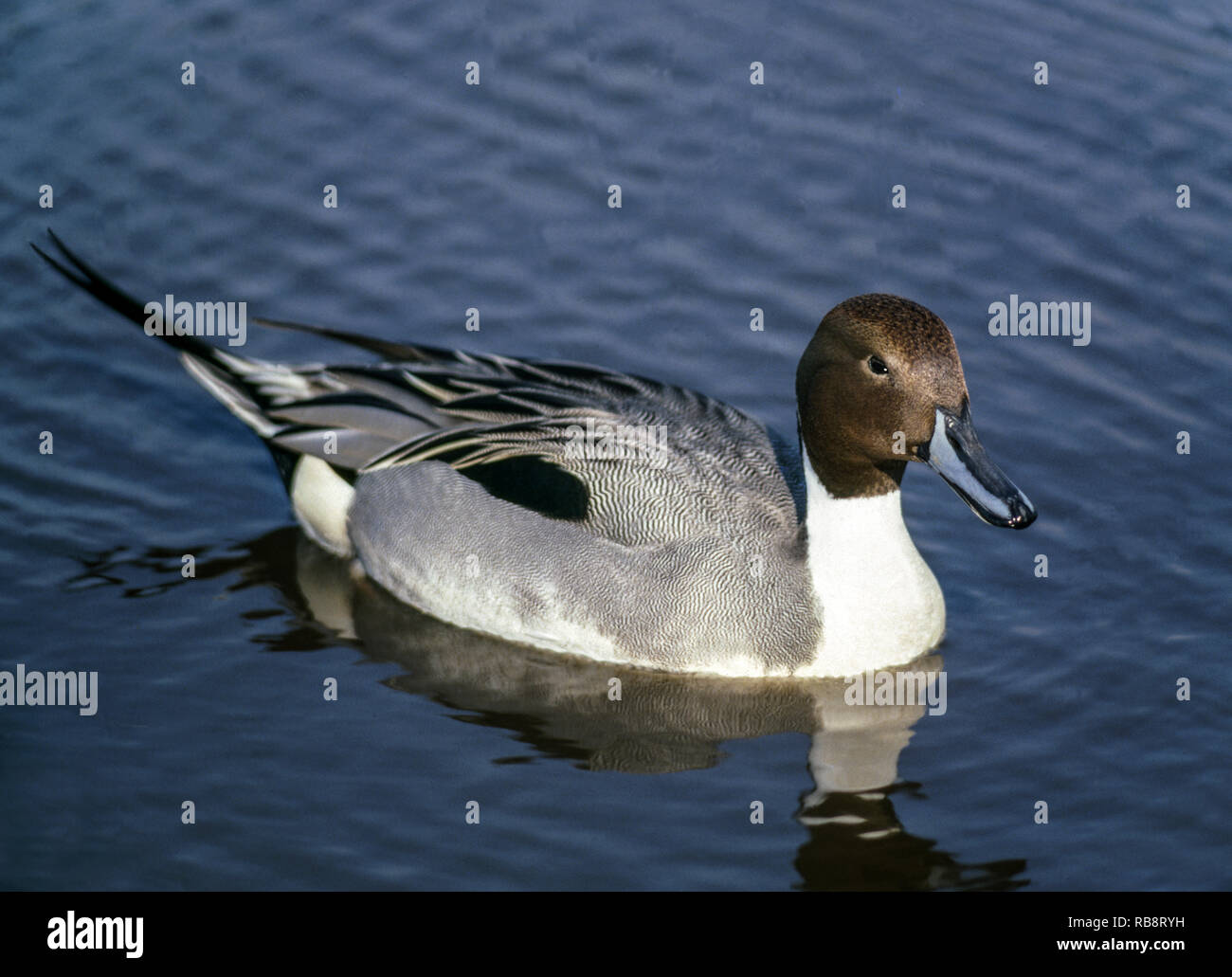 Drake (male) Pintail duck (Anser a. acuta) in full breeding plumage ...
