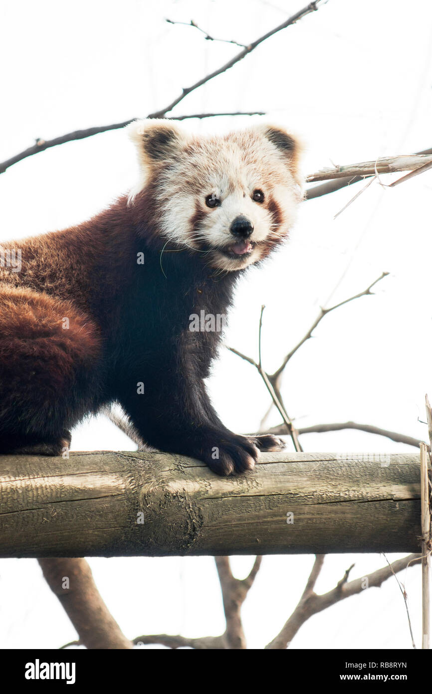 Himalayan safari animals hi-res stock photography and images - Alamy