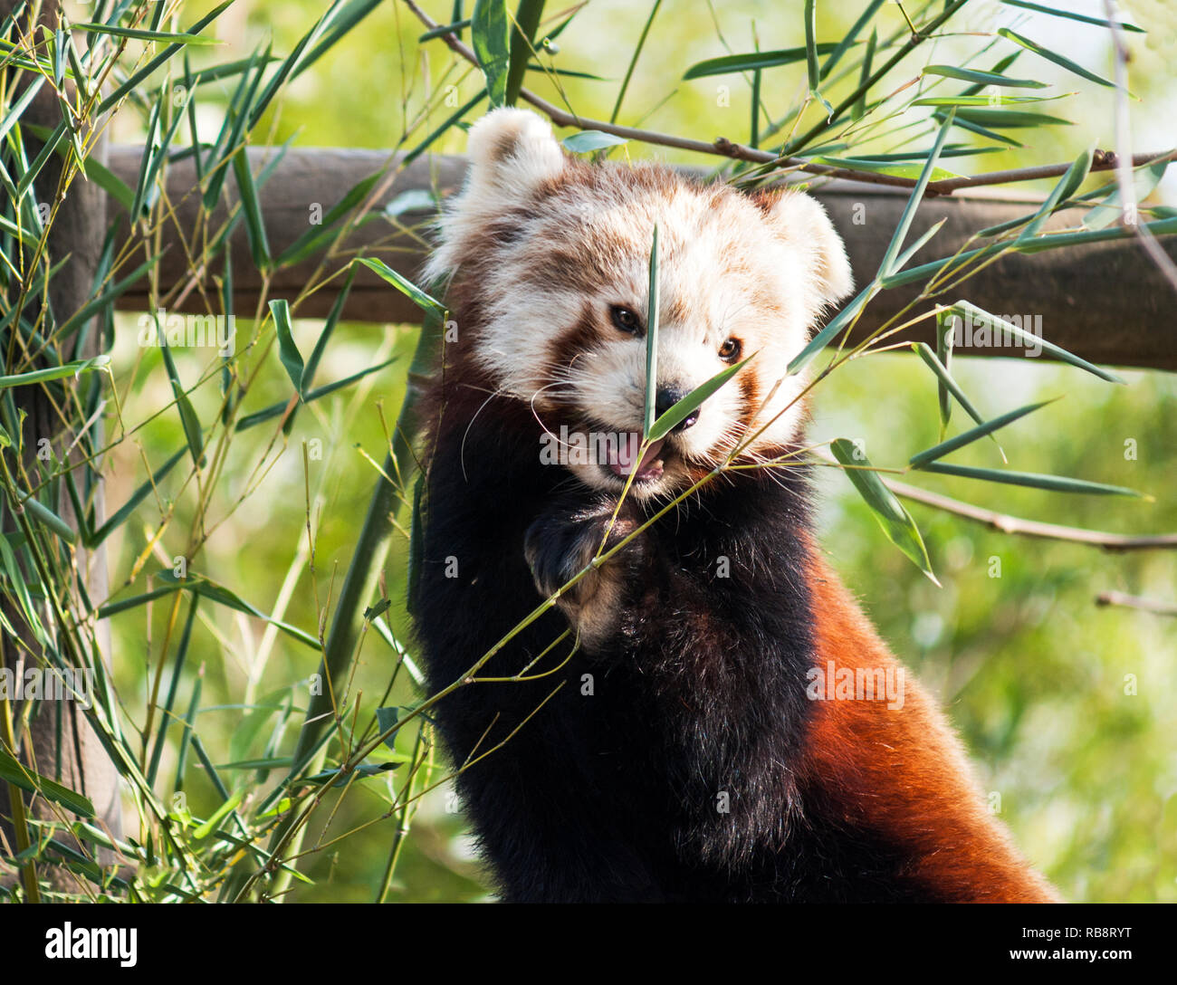 Himalayan Red Panda (Ailurus fulgens).Adult in a zoo in Southwest ...