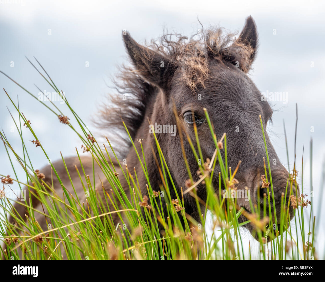 Foal head horse portrait hi-res stock photography and images - Alamy