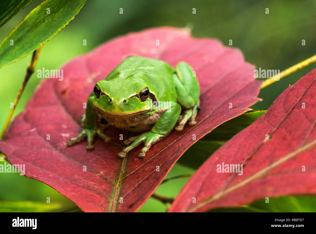 Frog of southwest france hi-res stock photography and images - Alamy
