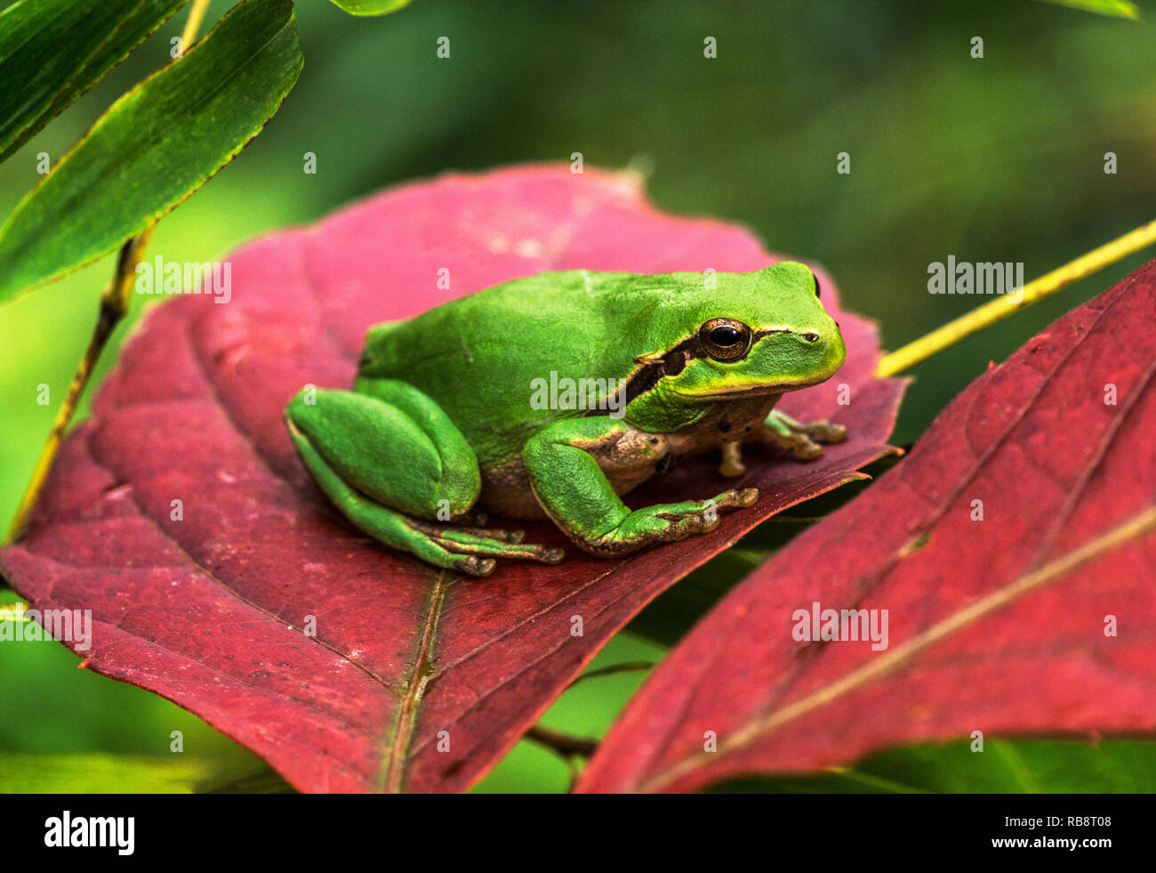 Stripeless tree frogs hi-res stock photography and images - Alamy