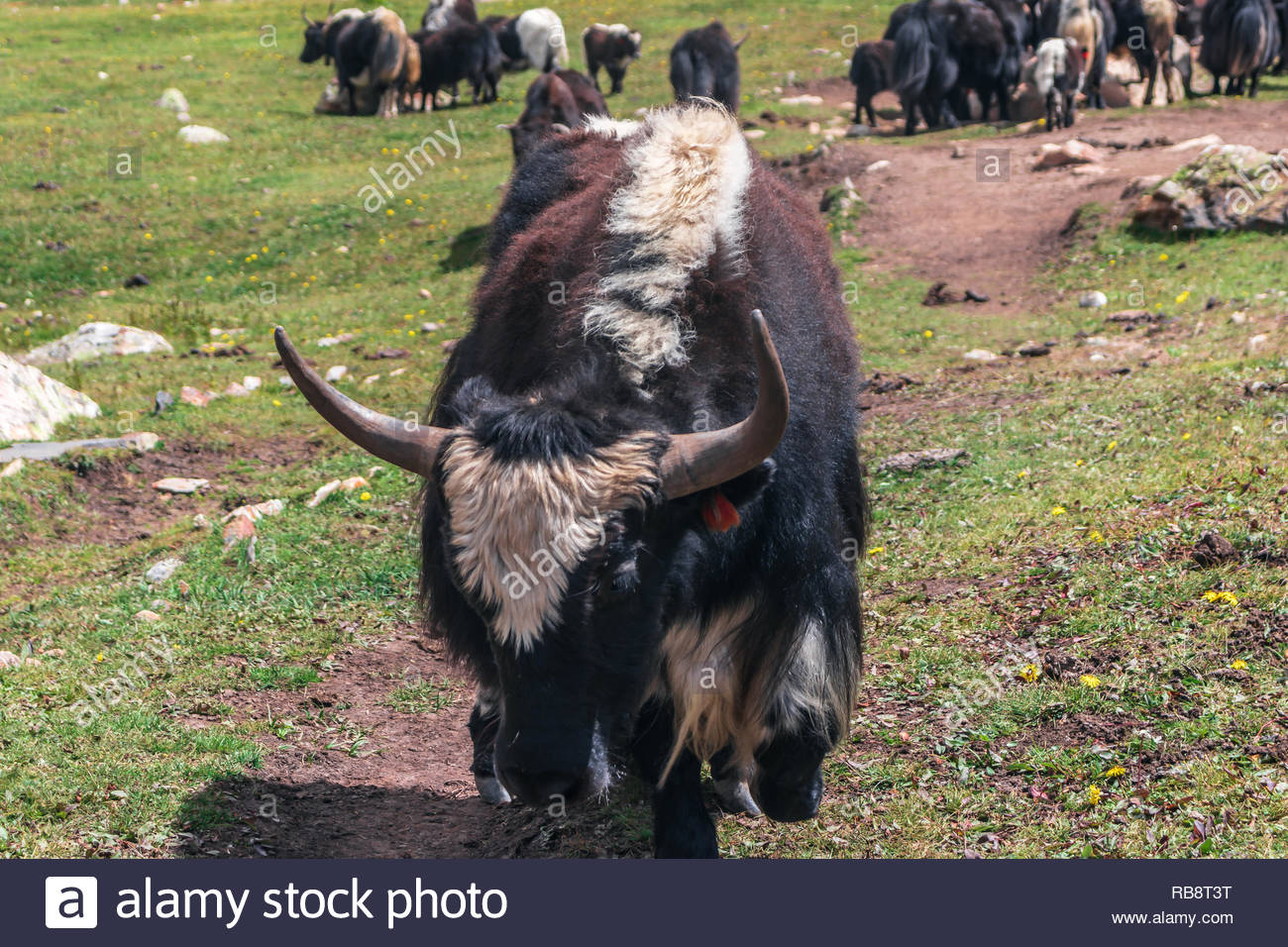 Yak Nepal Stock Photos & Yak Nepal Stock Images - Alamy
